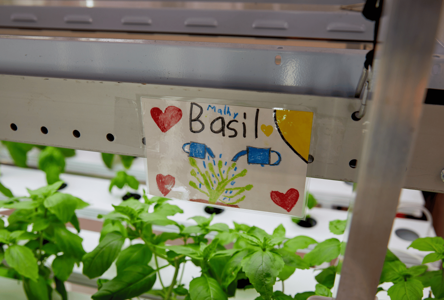 2010 Highlight: NYTimes – Turning Asphalt Into Edible Education — New ...