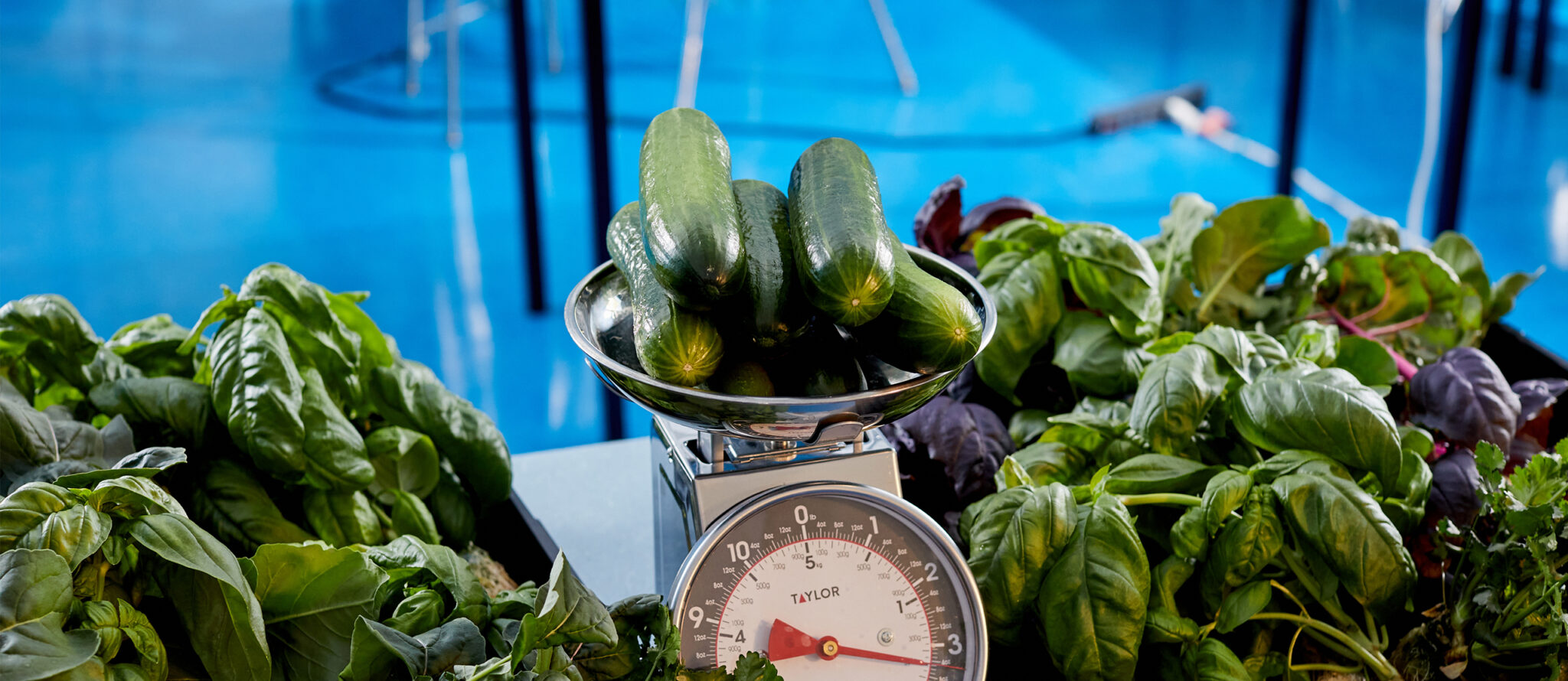 A Bountiful Harvest: Year-Round, Every Year — New York Sun Works