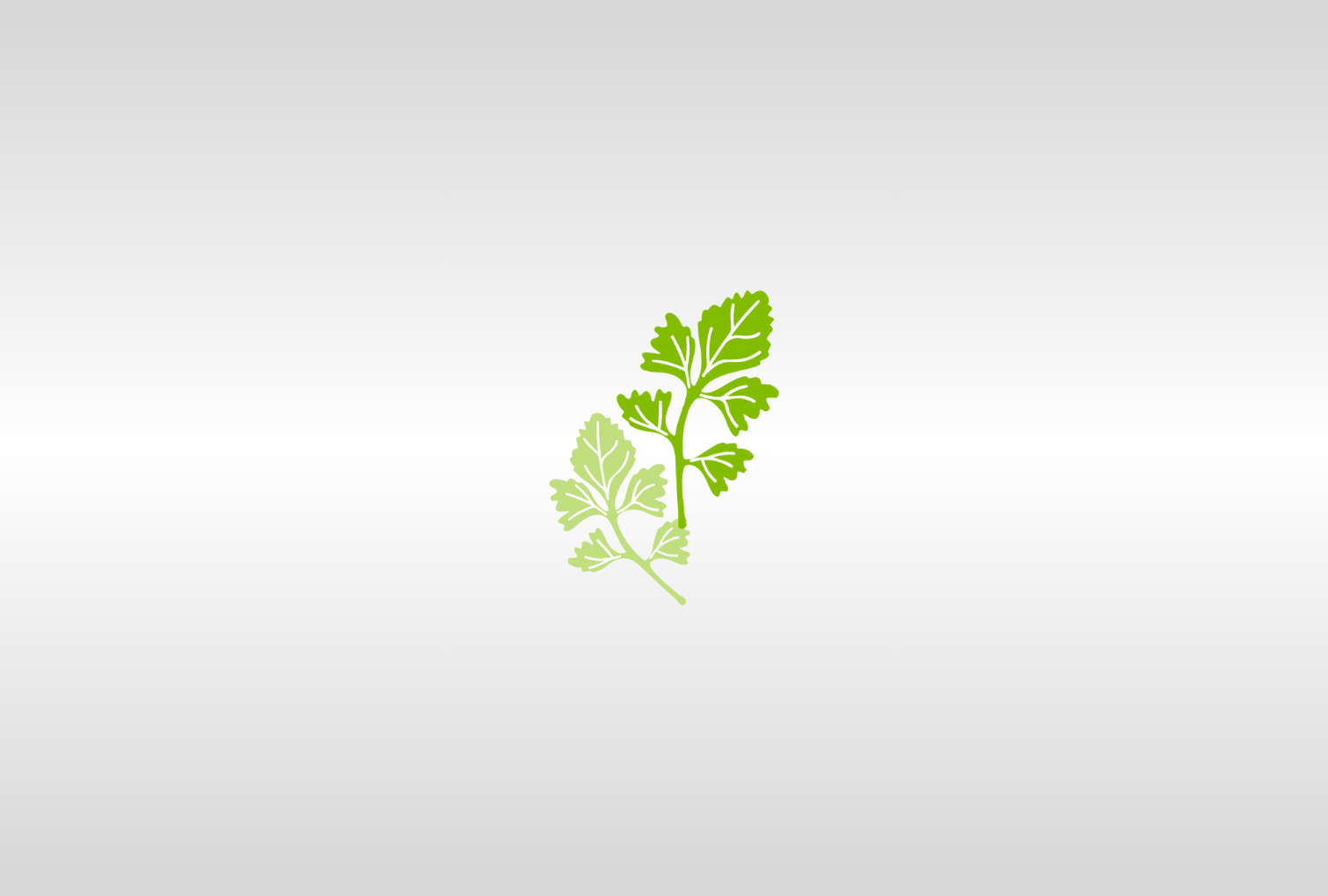 Cilantro — New York Sun Works